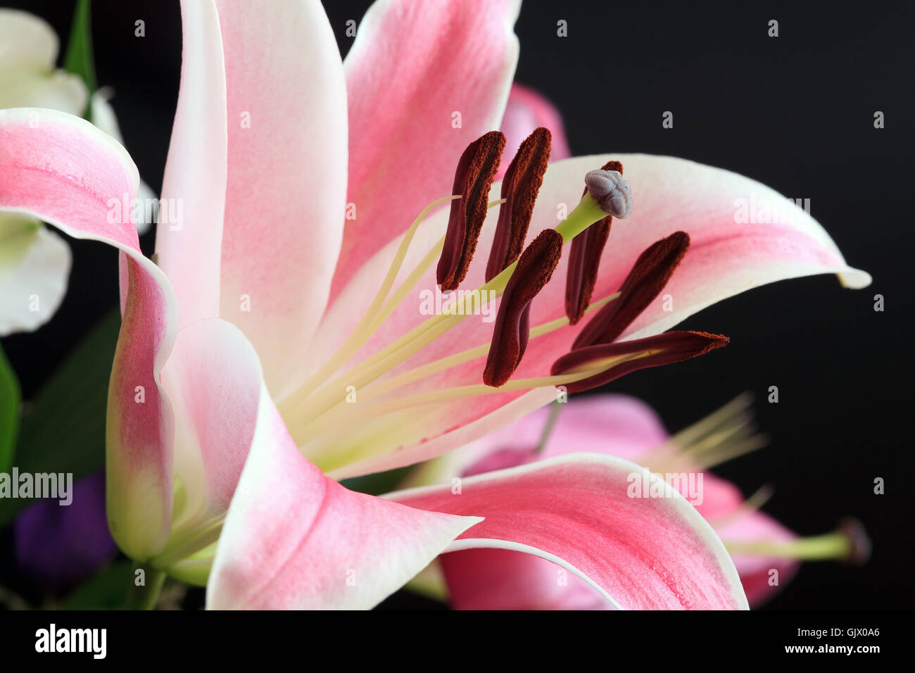 Close up of open lilly head hi-res stock photography and images - Alamy