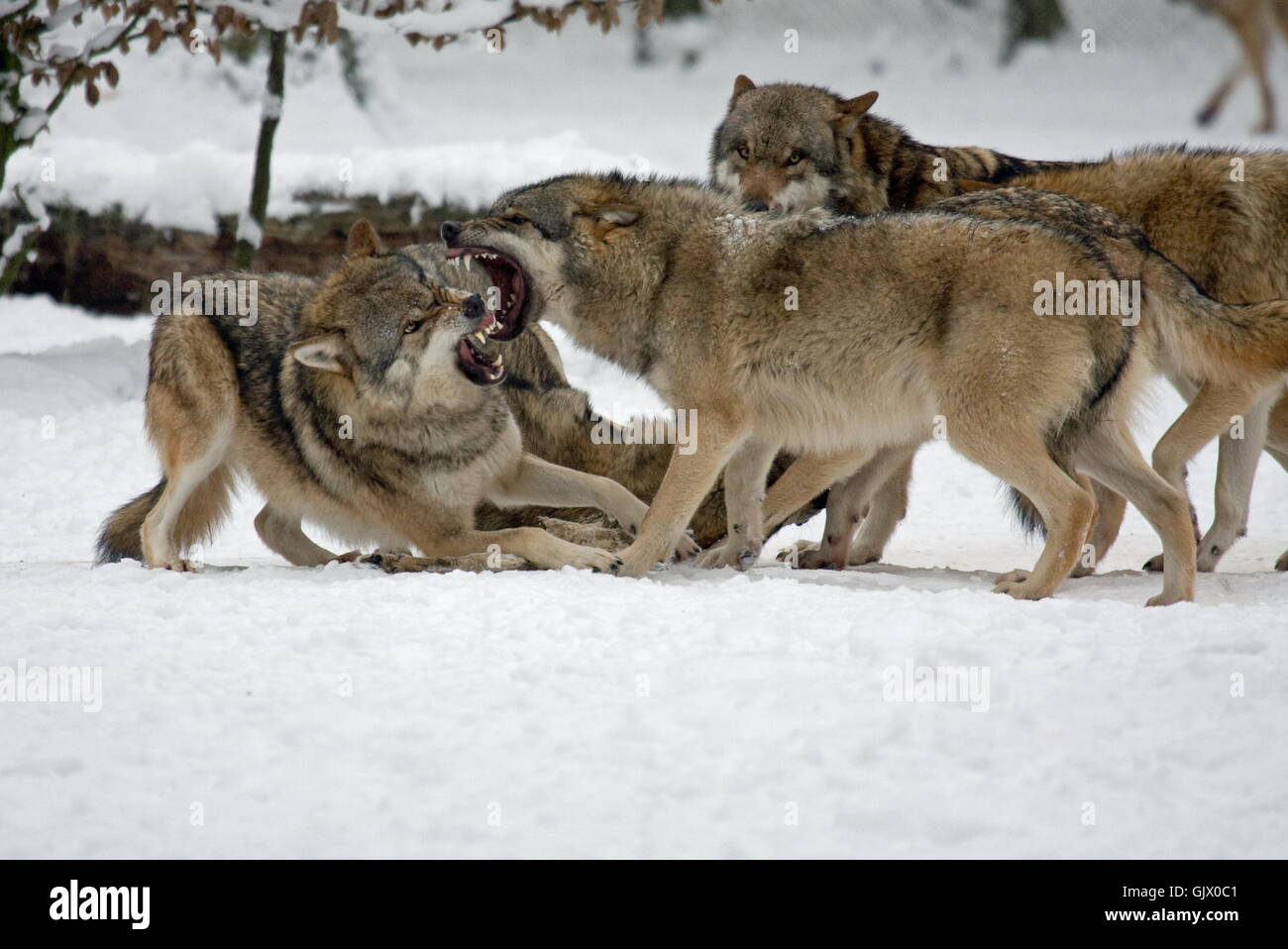 Wolves Fighting High Resolution Stock Photography and Images - Alamy
