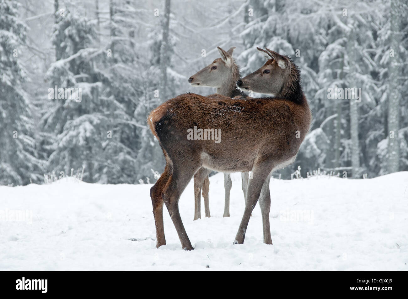 winter sight view Stock Photo - Alamy