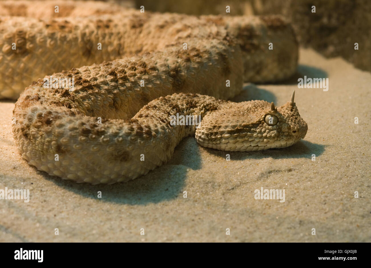 Hornviper hi-res stock photography and images - Alamy