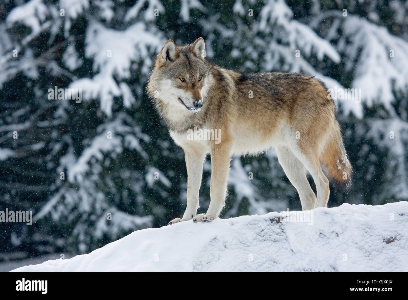 Wolf skin hi-res stock photography and images - Alamy