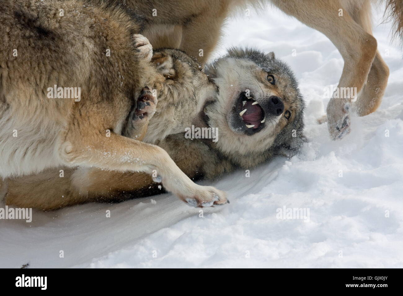Wolves Fighting High Resolution Stock Photography and Images - Alamy