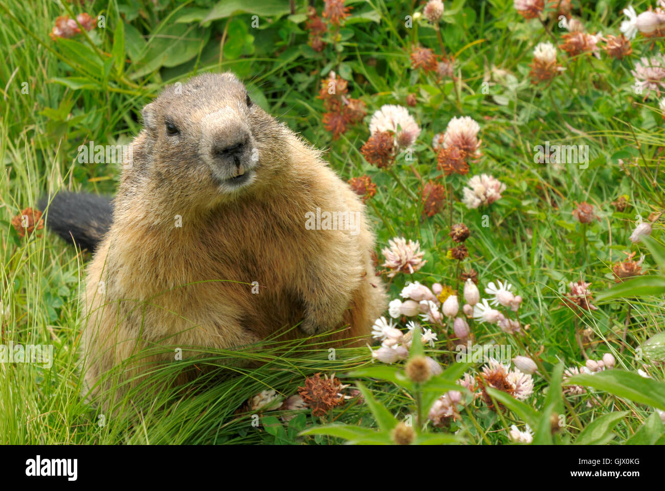 marmot in its natural living space reflecting Stock Photo - Alamy