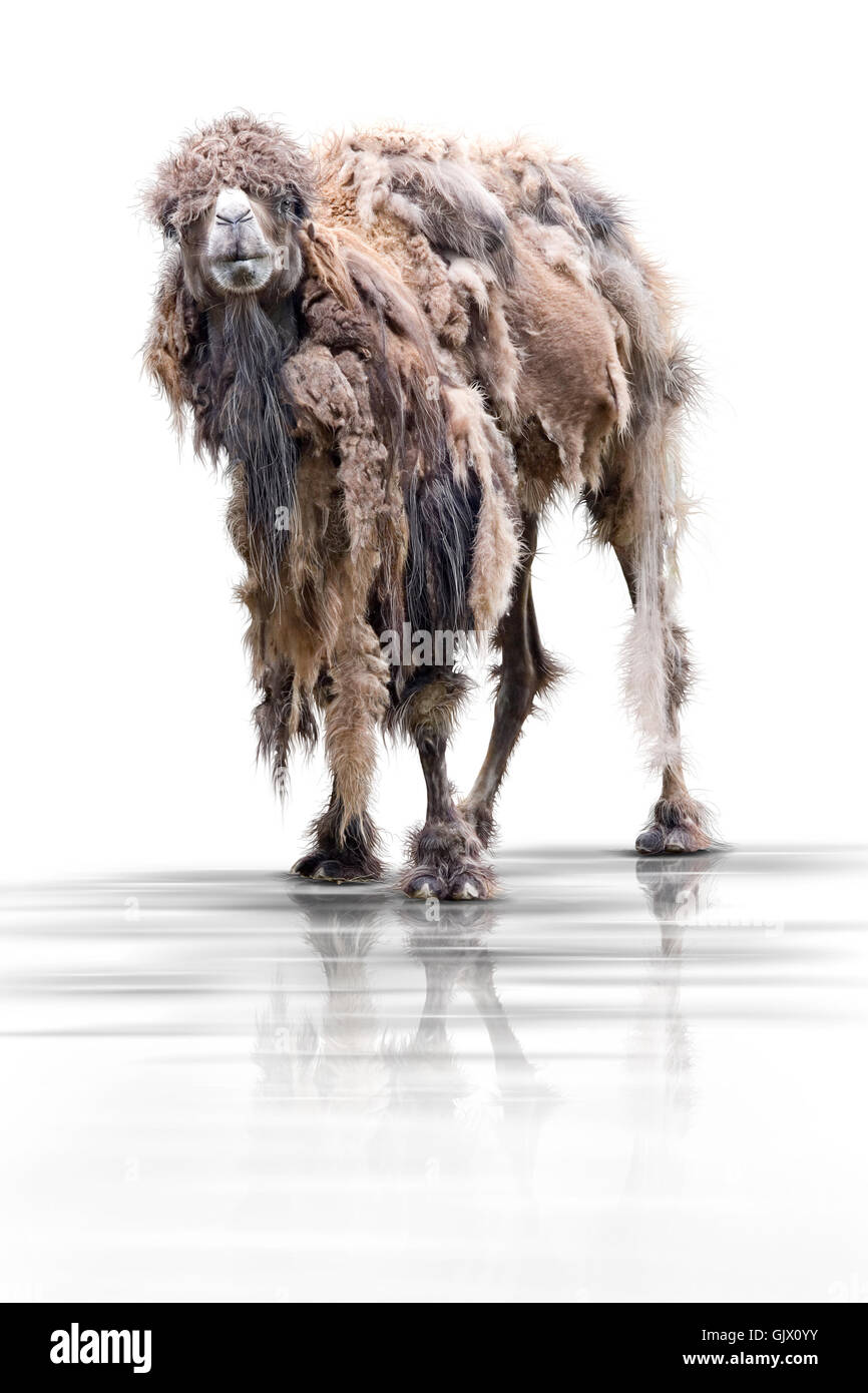 Mammal conservation Cut Out Stock Images & Pictures - Alamy