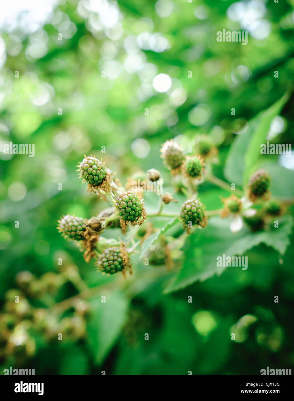 Unripe berries hi-res stock photography and images - Alamy