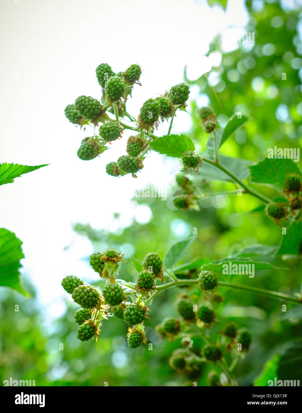 Ripe unripe fruit blackberry hi-res stock photography and images - Alamy