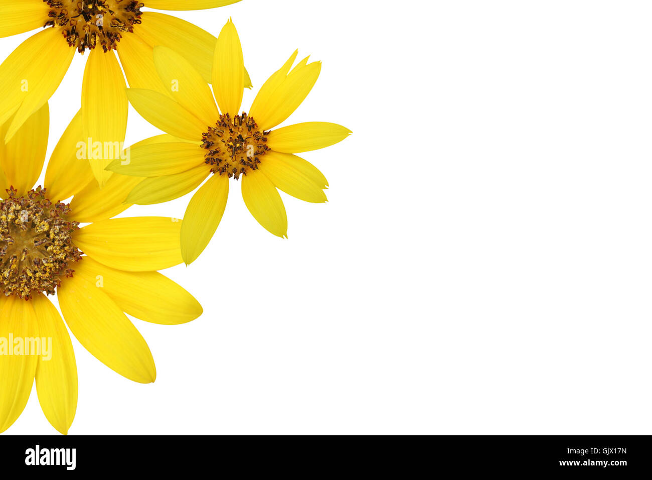 isolated flower plant Stock Photo - Alamy