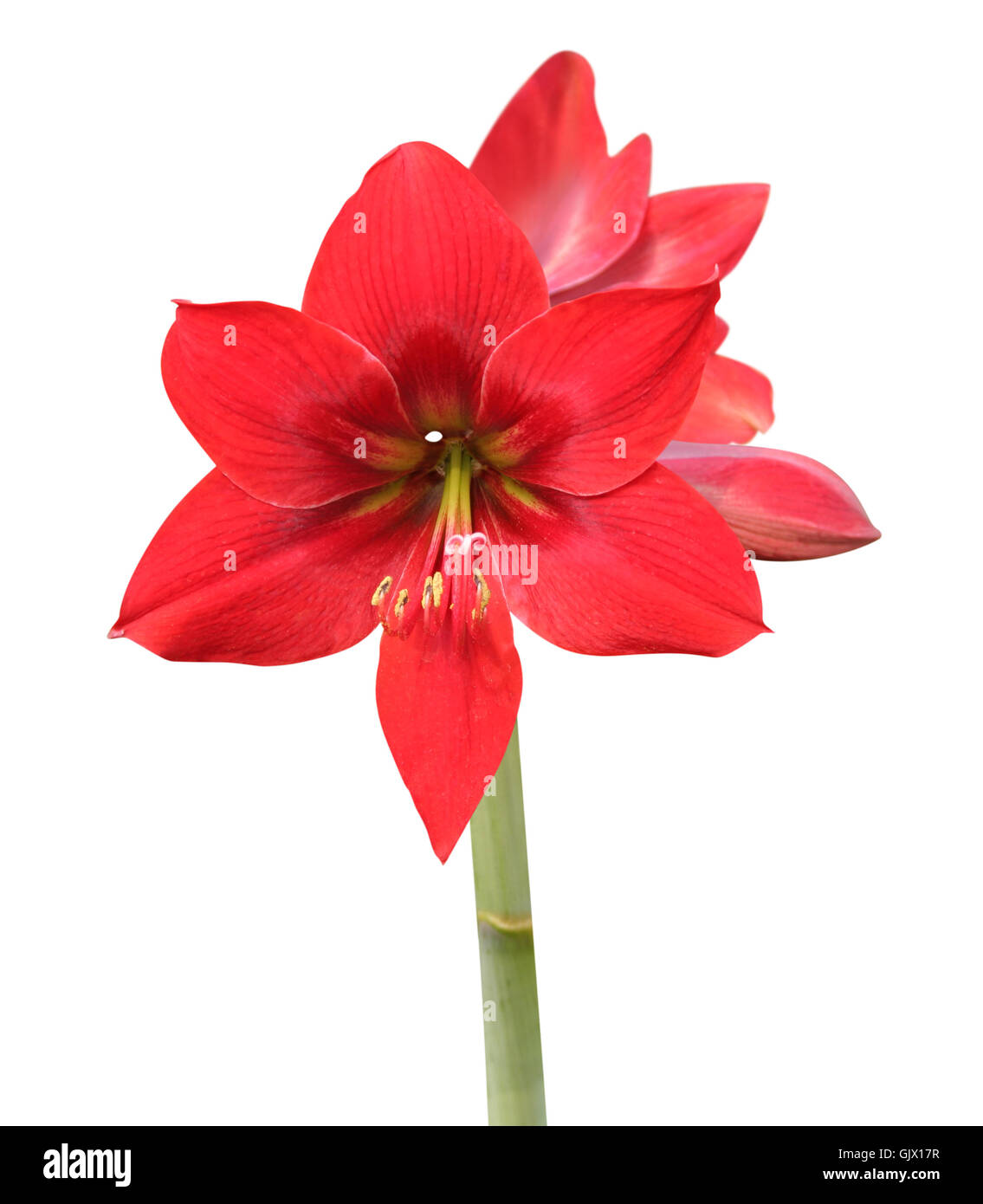 isolated flower plant Stock Photo - Alamy