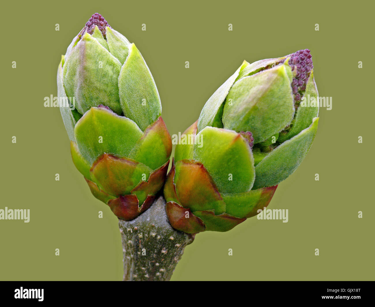 Syringa vulgaris hi-res stock photography and images - Alamy