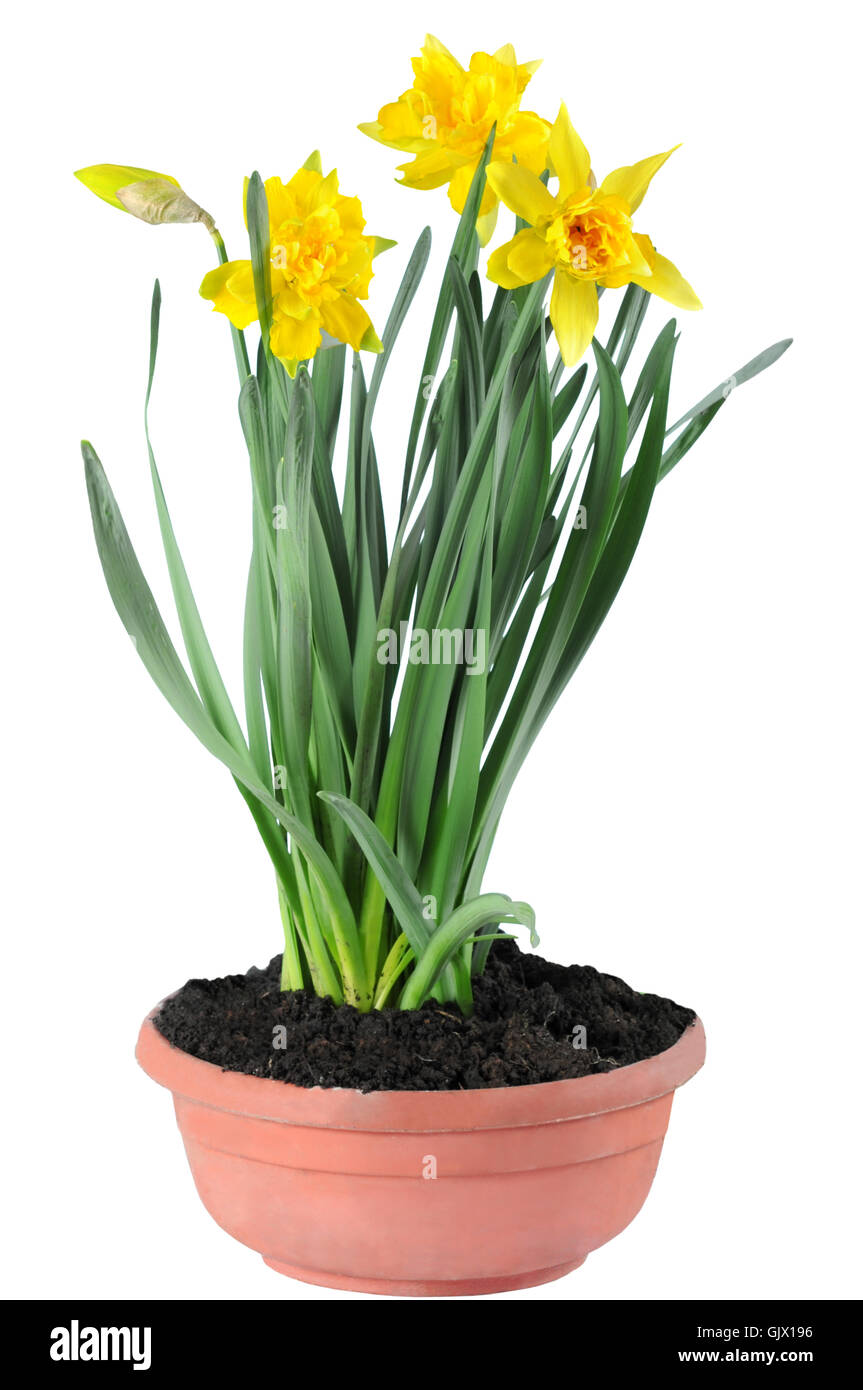 isolated flower plant Stock Photo - Alamy