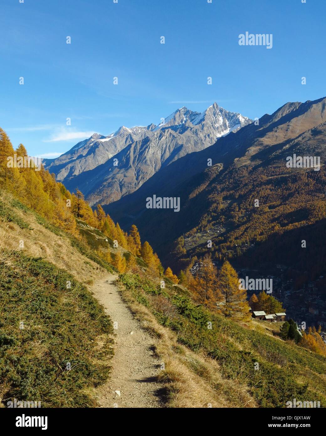 Golden larch forest in Zermatt. Hiking path and high mountains. Autumn ...