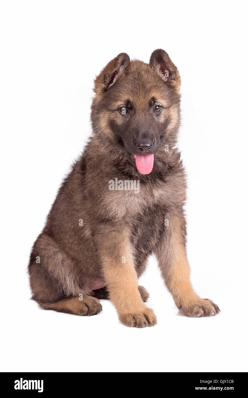 German Shepherd puppy Stock Photo - Alamy