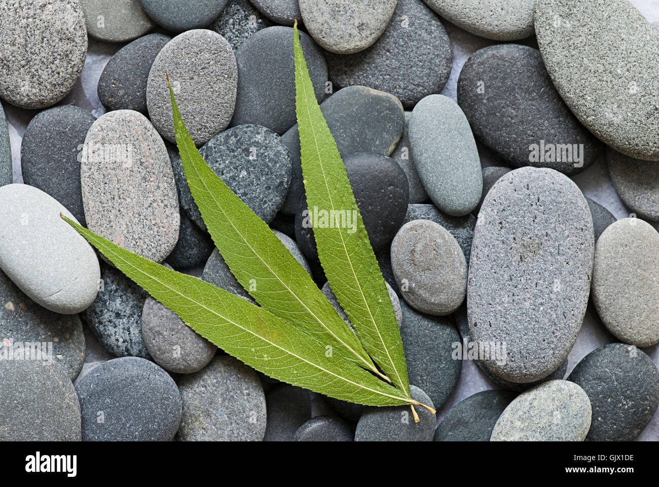 pebble and green leaf Stock Photo - Alamy