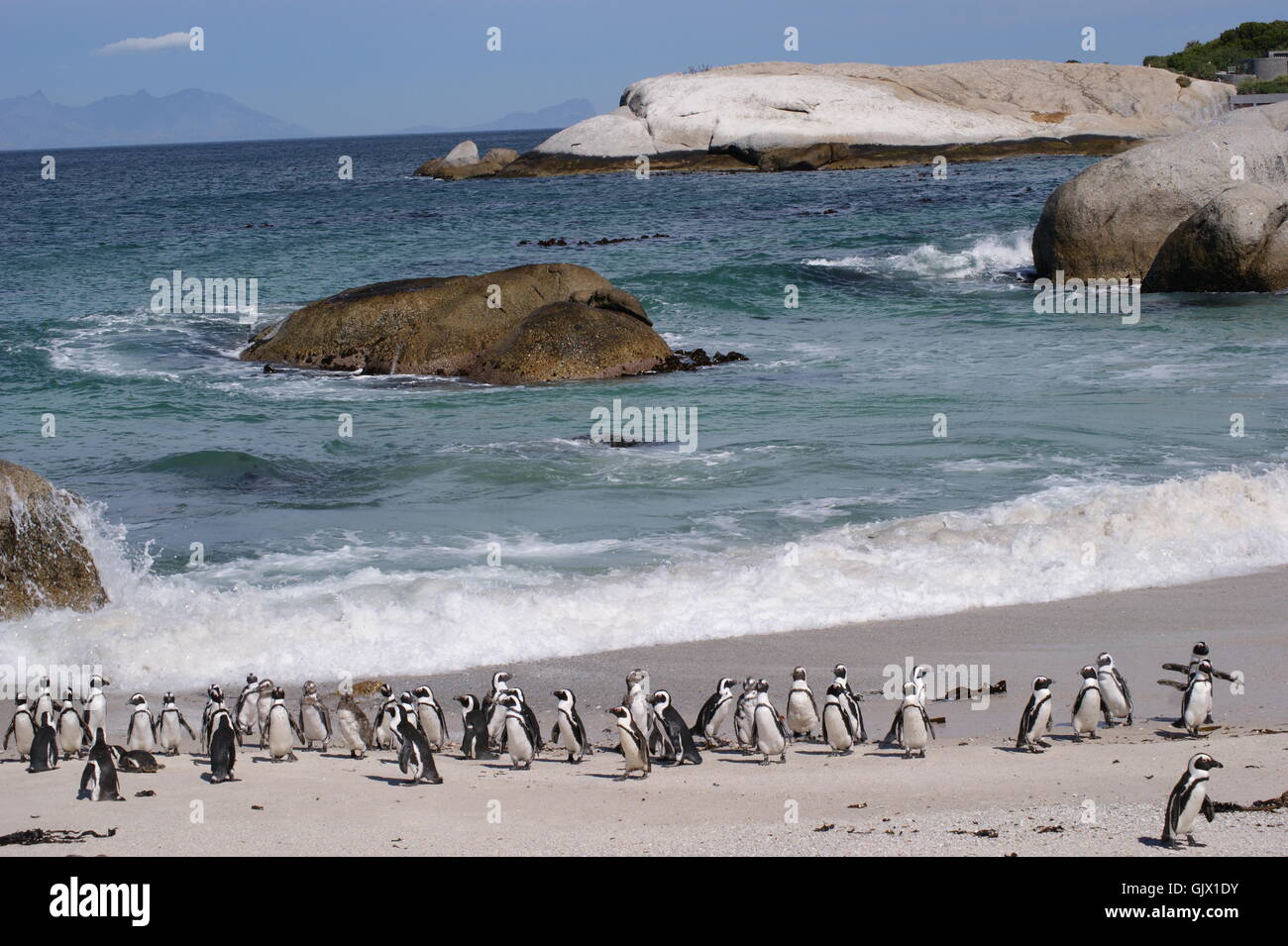 Penguin beach with hi-res stock photography and images - Alamy