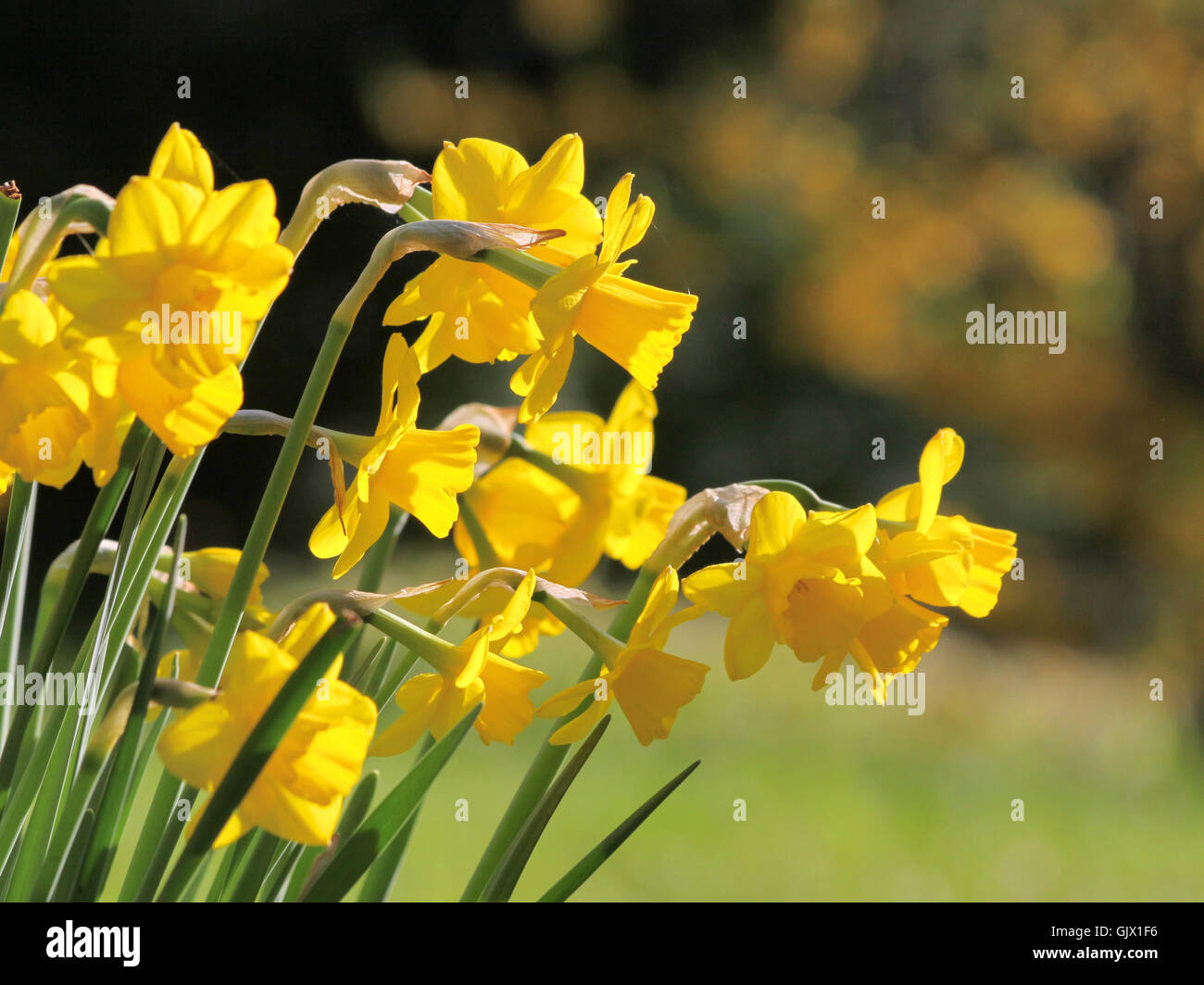 Gold daffodils hi-res stock photography and images - Alamy
