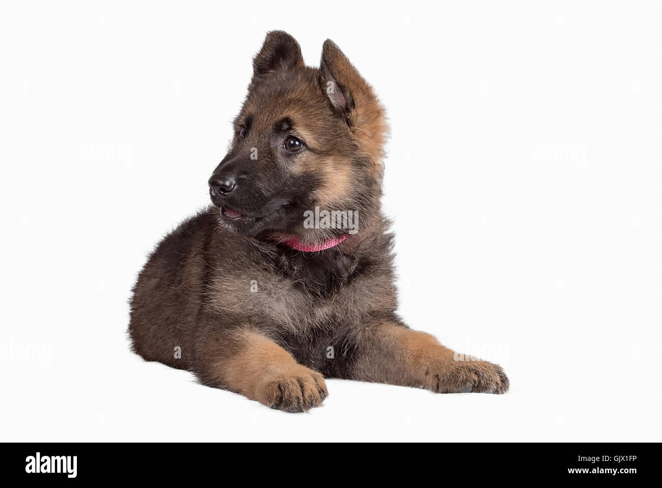 Friend puppy Cut Out Stock Images & Pictures - Alamy