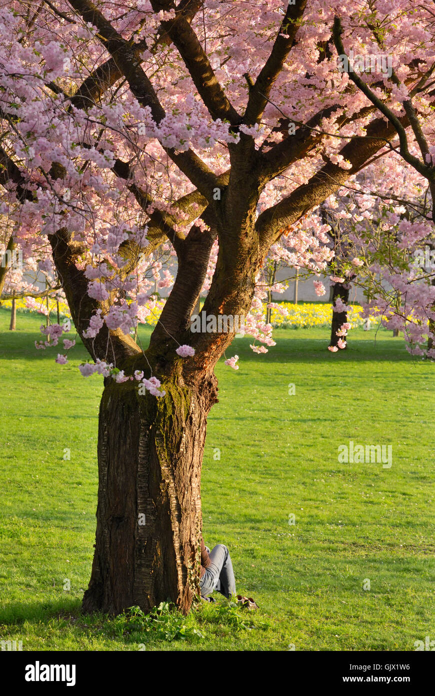 Garden tree hi-res stock photography and images - Alamy