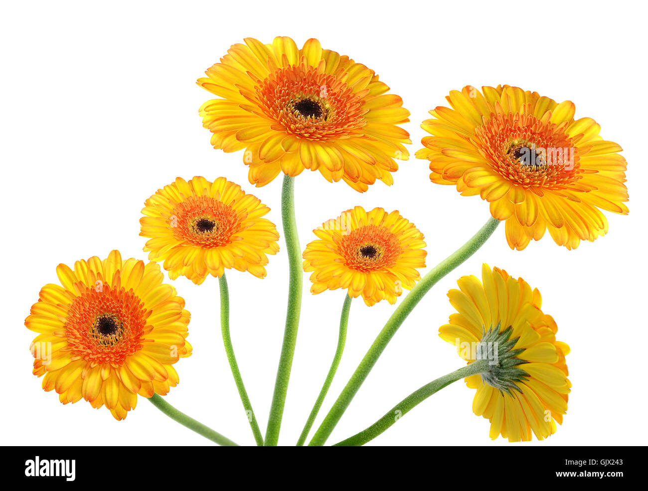 flower plant five Stock Photo - Alamy