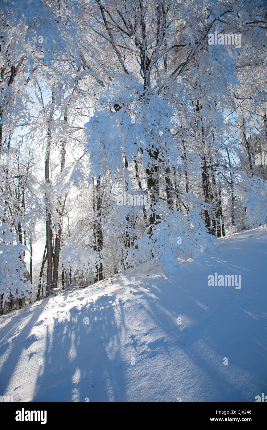 tree trees winter Stock Photo - Alamy