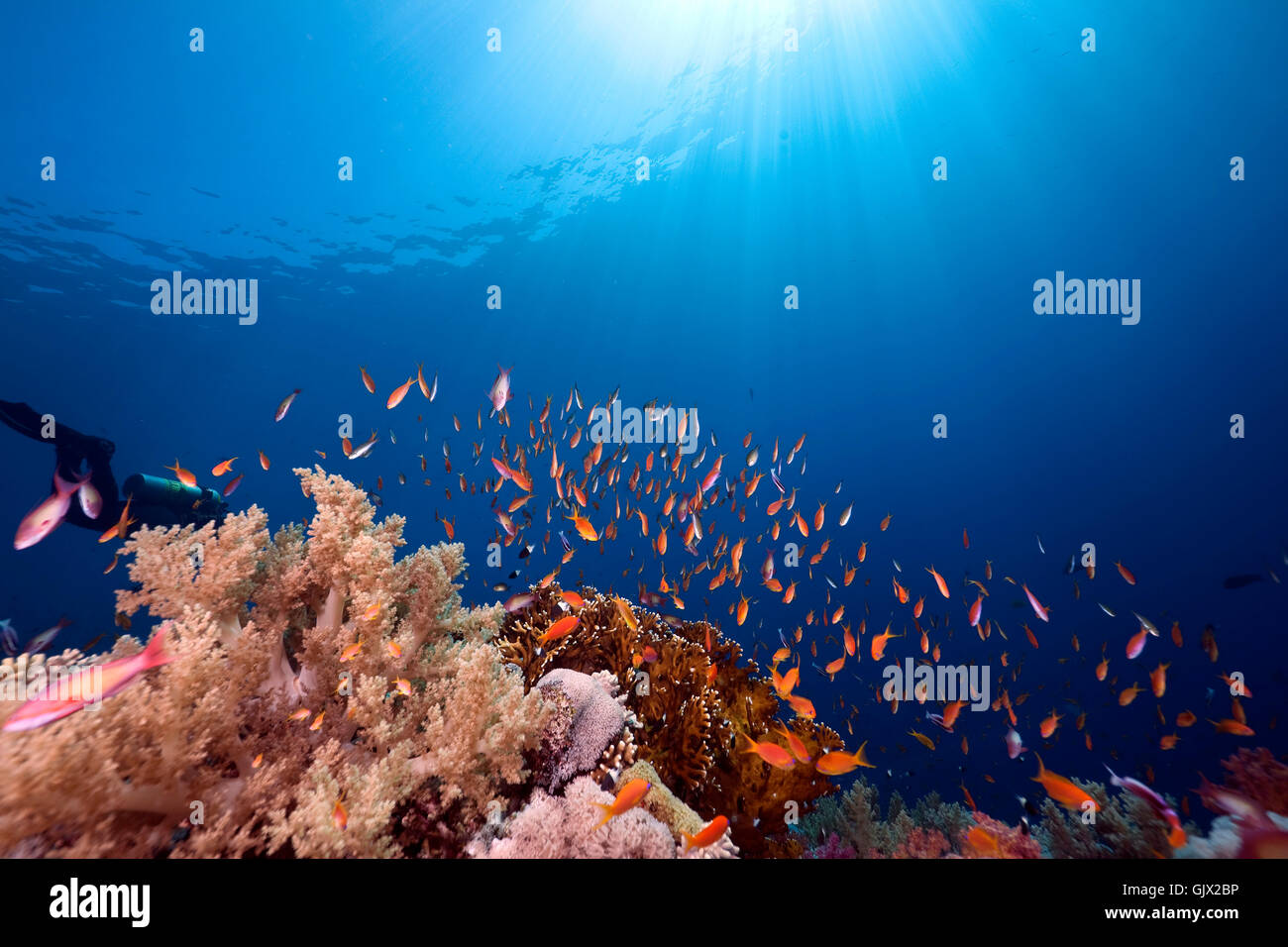 animal fish sunlight Stock Photo - Alamy