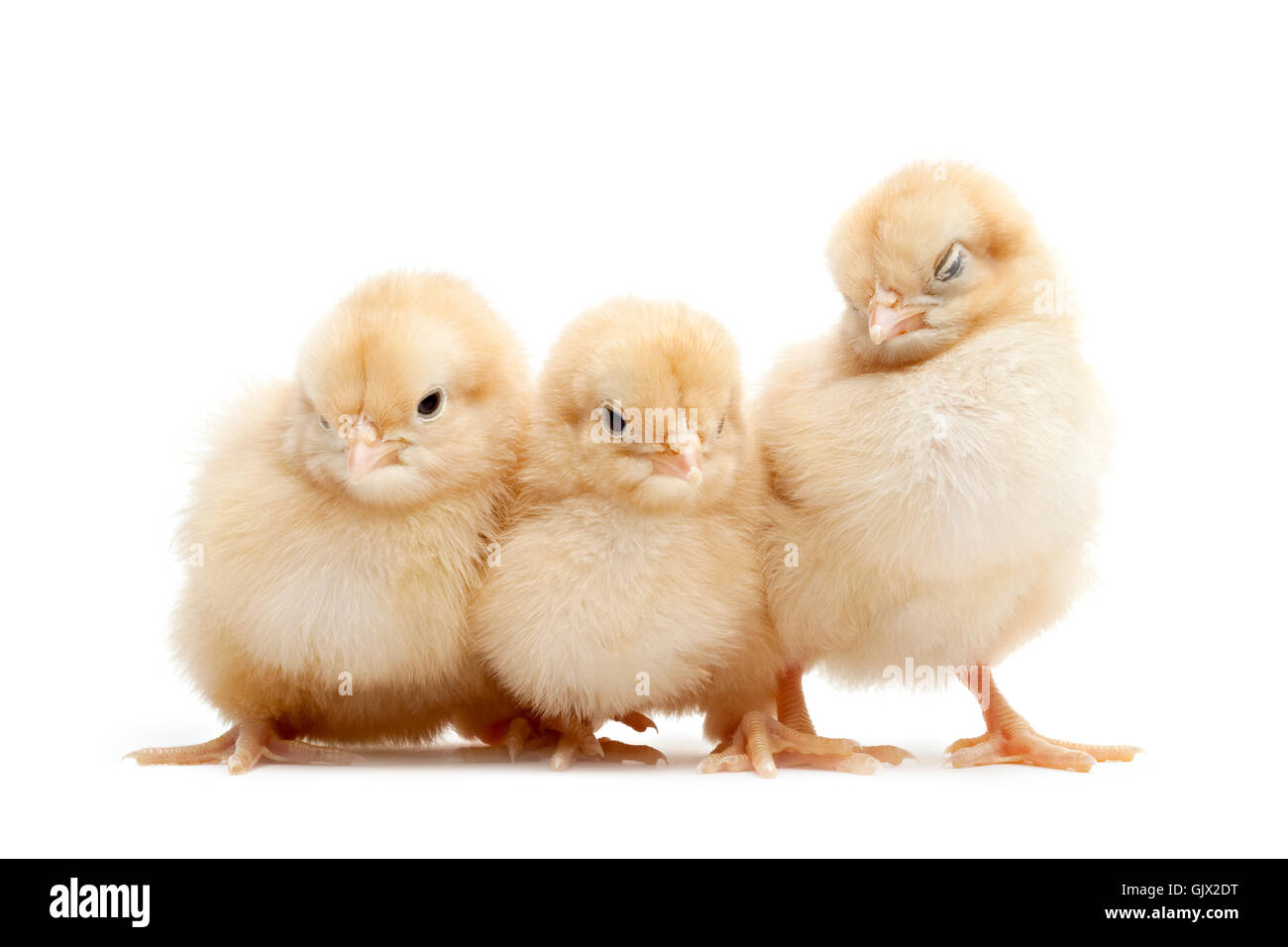 Cute animals group Cut Out Stock Images & Pictures - Alamy