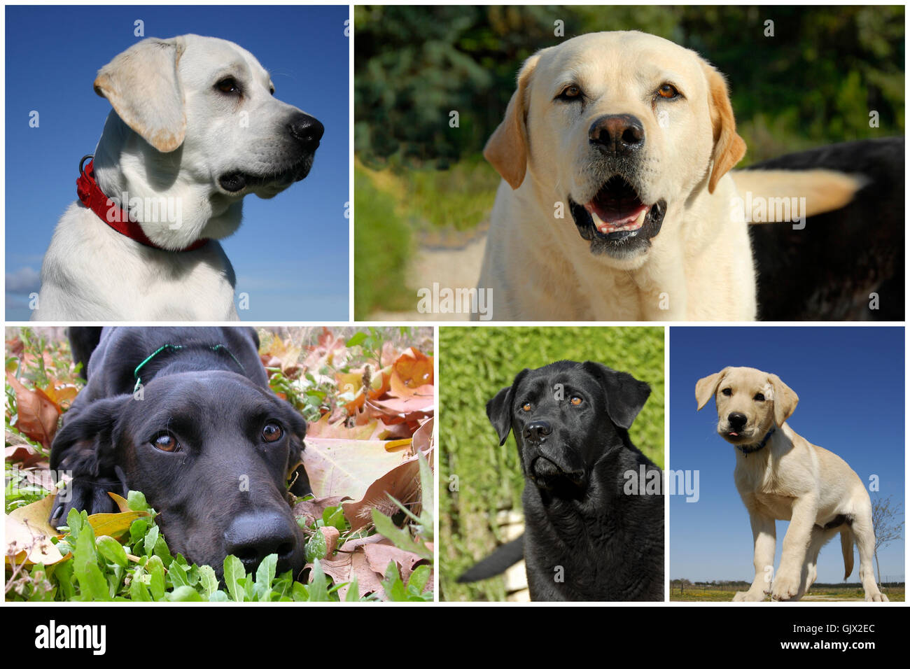 Black pet picture hi-res stock photography and images - Alamy