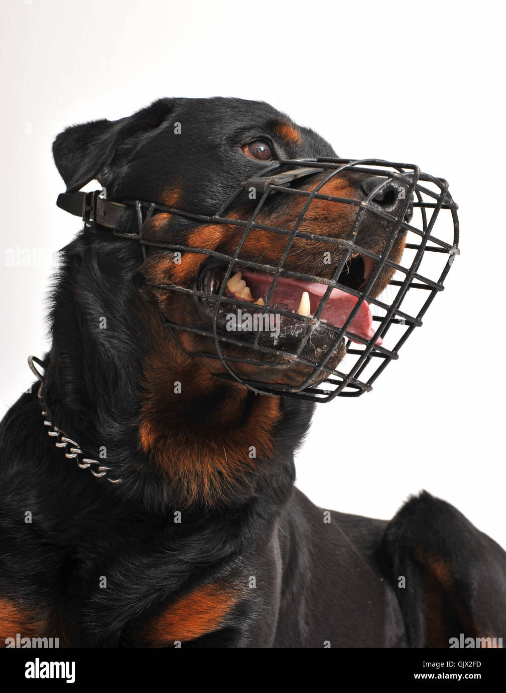 pet guard dog Stock Photo - Alamy