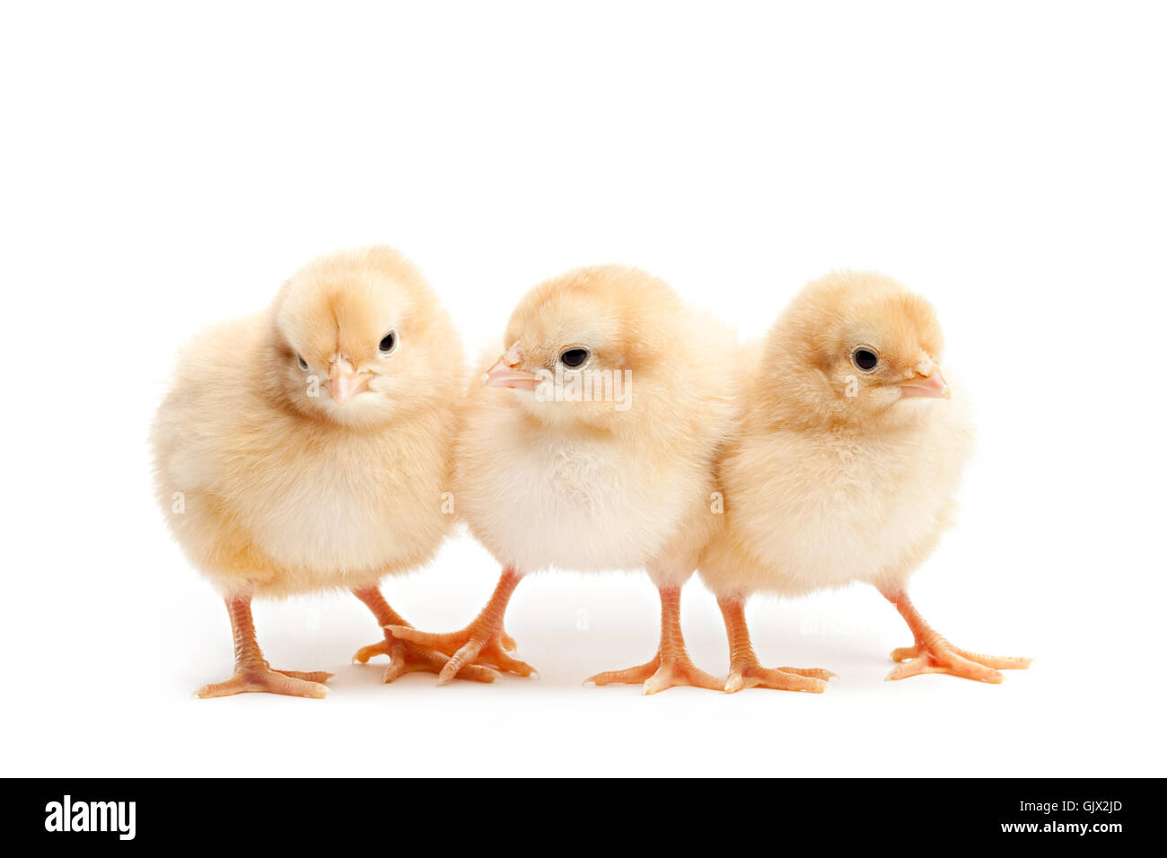 friendship chicken group Stock Photo - Alamy