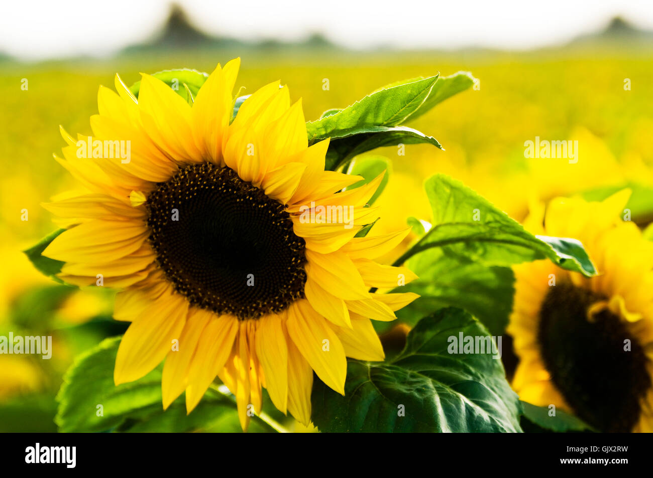 plant green agriculture Stock Photo - Alamy