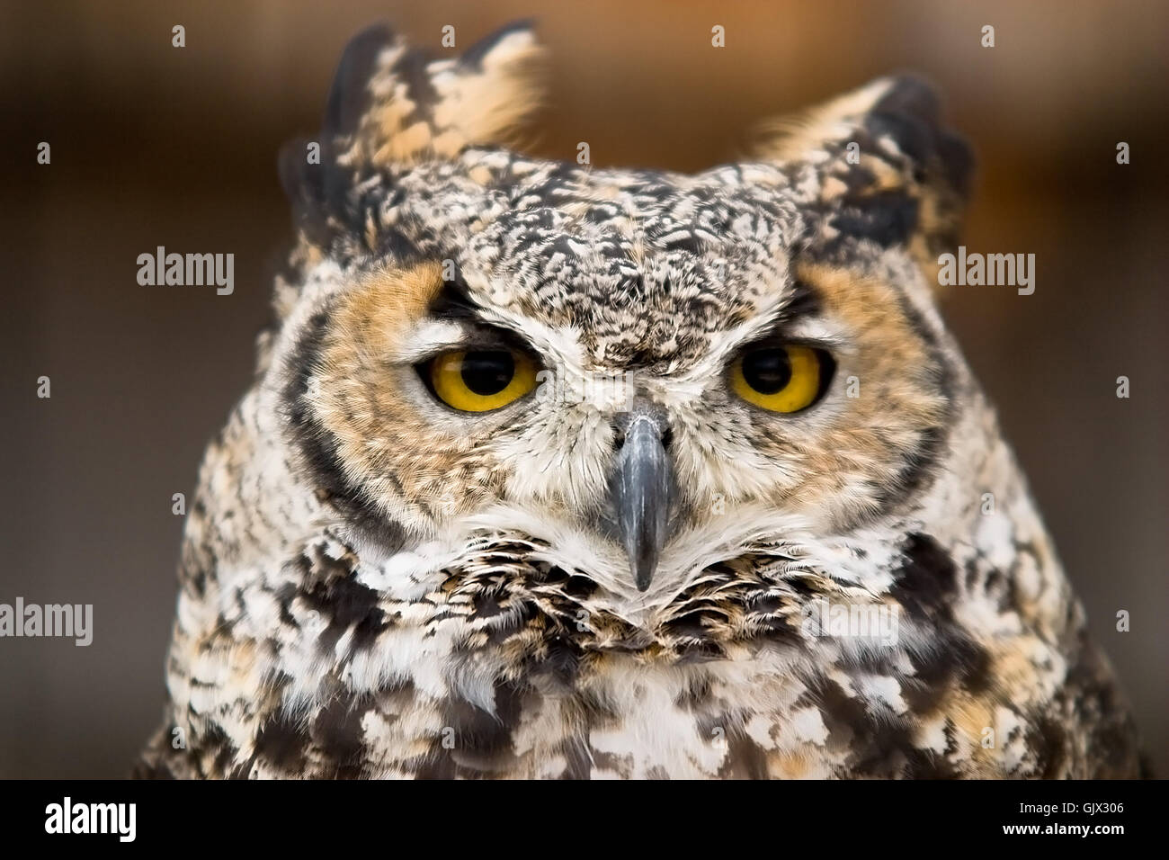 owl eyes owl Stock Photo - Alamy