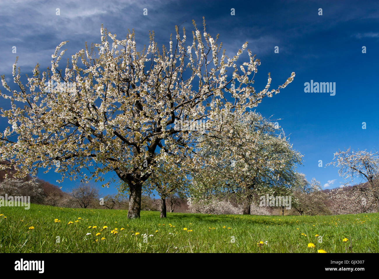 Cherry blossom paradise hi-res stock photography and images - Alamy