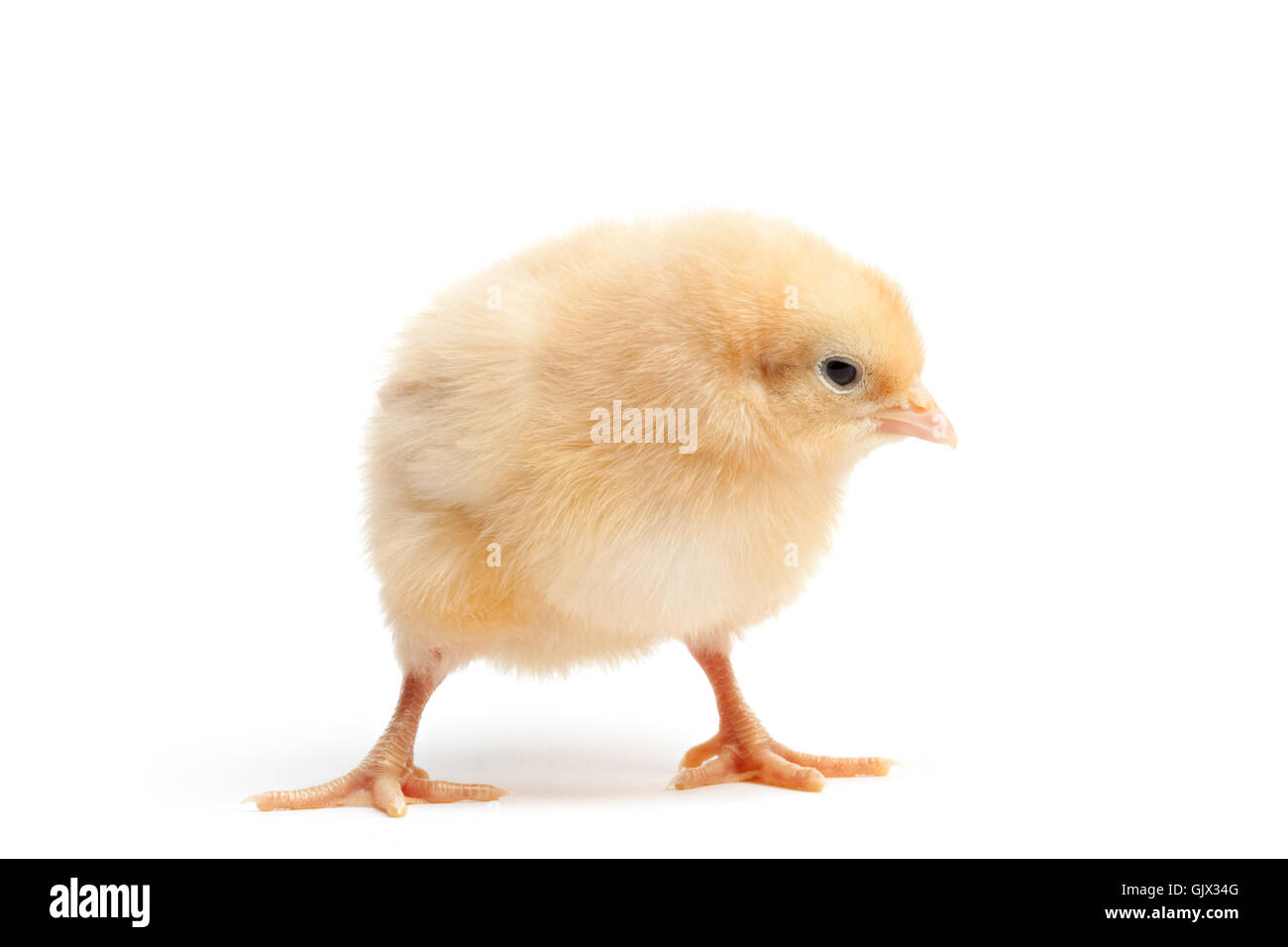 Chicken cub Cut Out Stock Images & Pictures - Alamy