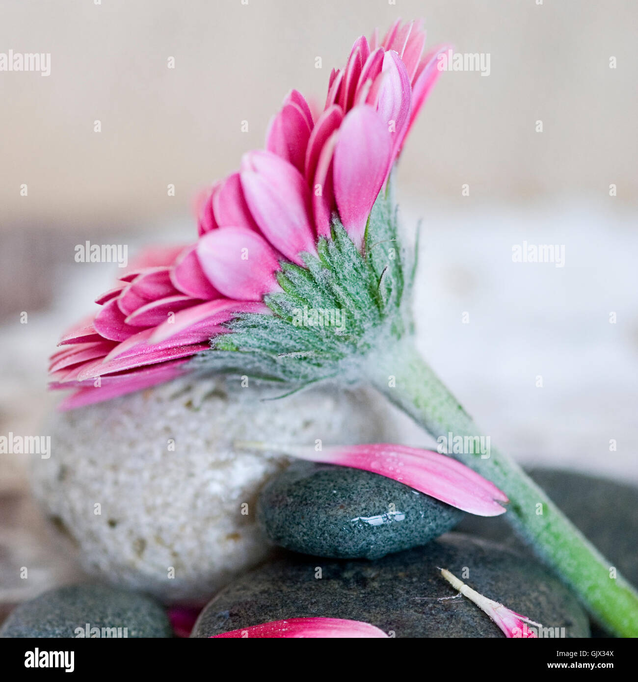 still life flower plant Stock Photo - Alamy