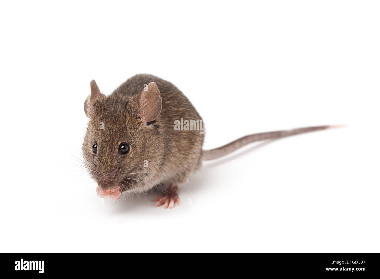pet rodent mouse Stock Photo - Alamy
