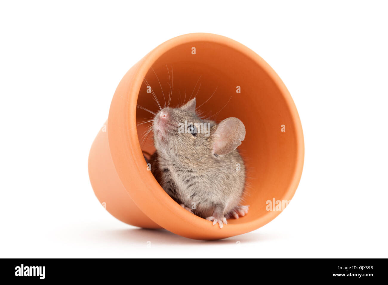 Rodent mouse hi-res stock photography and images - Alamy