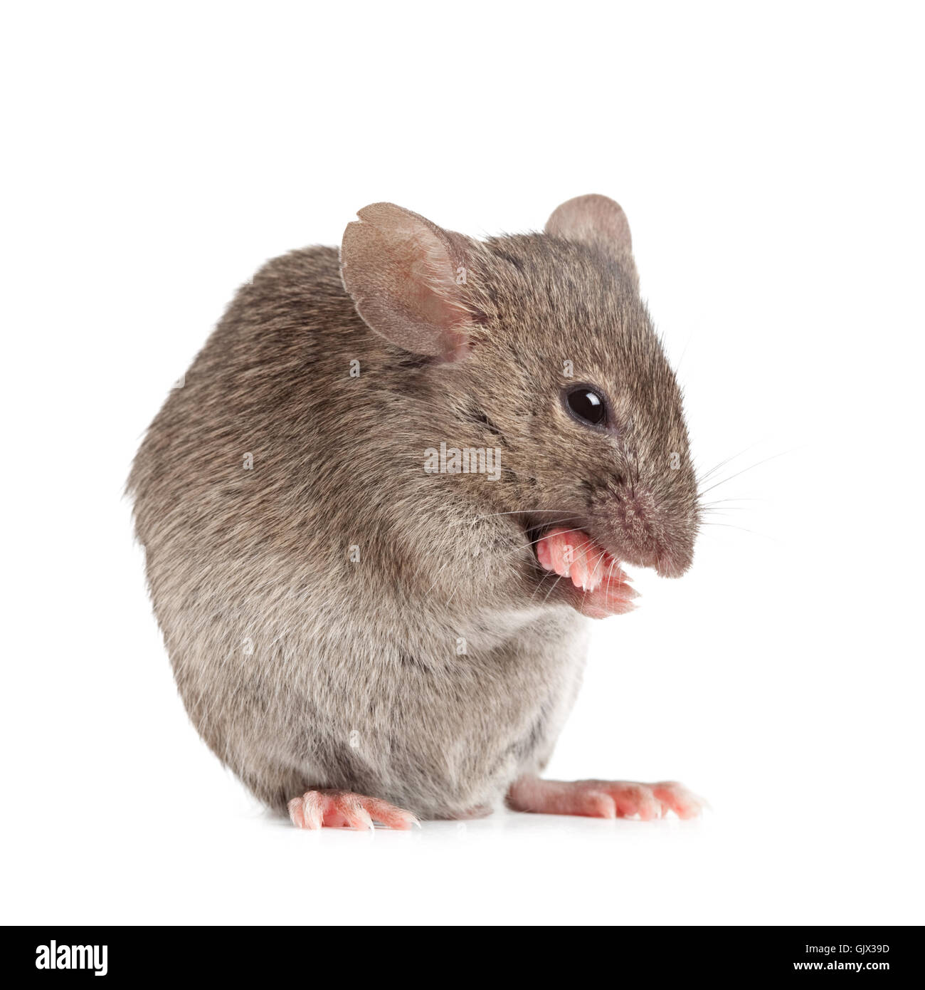 rodent mouse white Stock Photo - Alamy