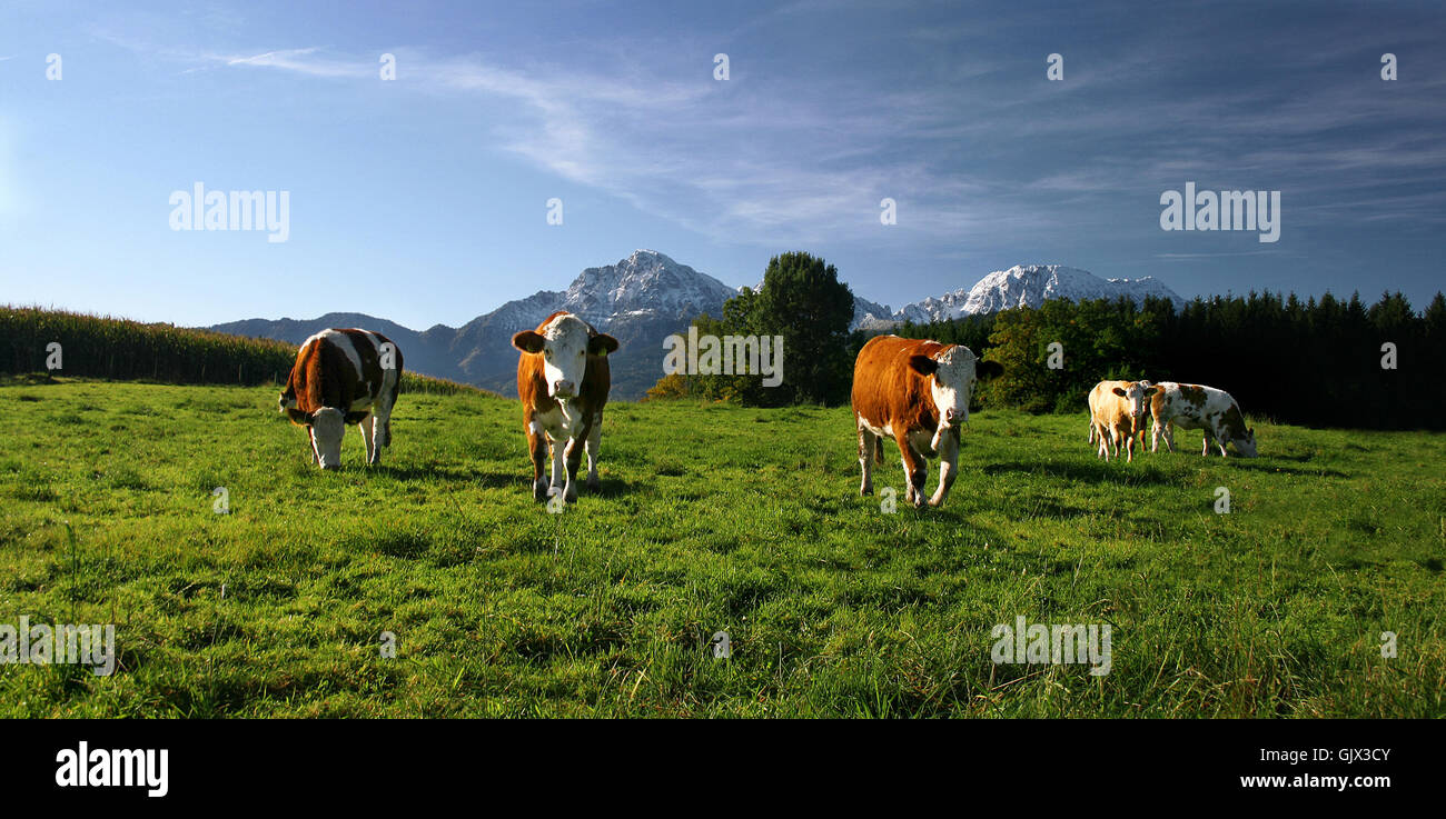 agriculture farming alps Stock Photo - Alamy