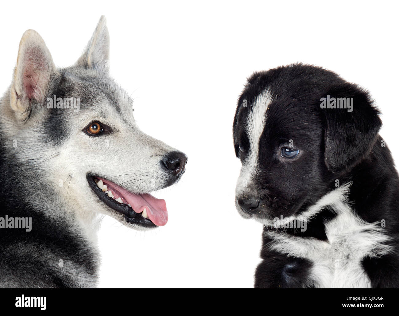 Races of dogs High Resolution Stock Photography and Images - Alamy