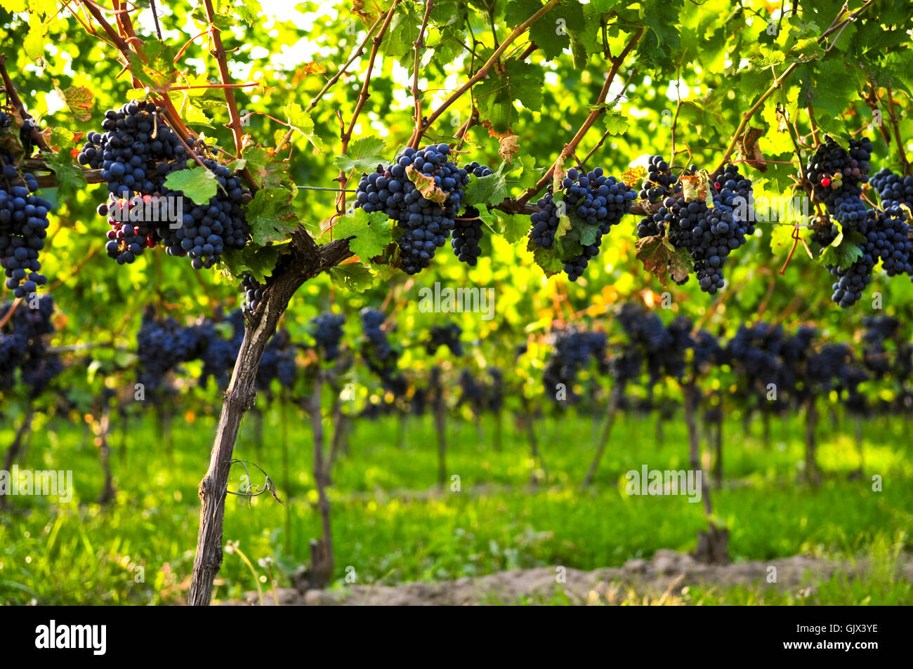 grapes branches vineyard Stock Photo - Alamy