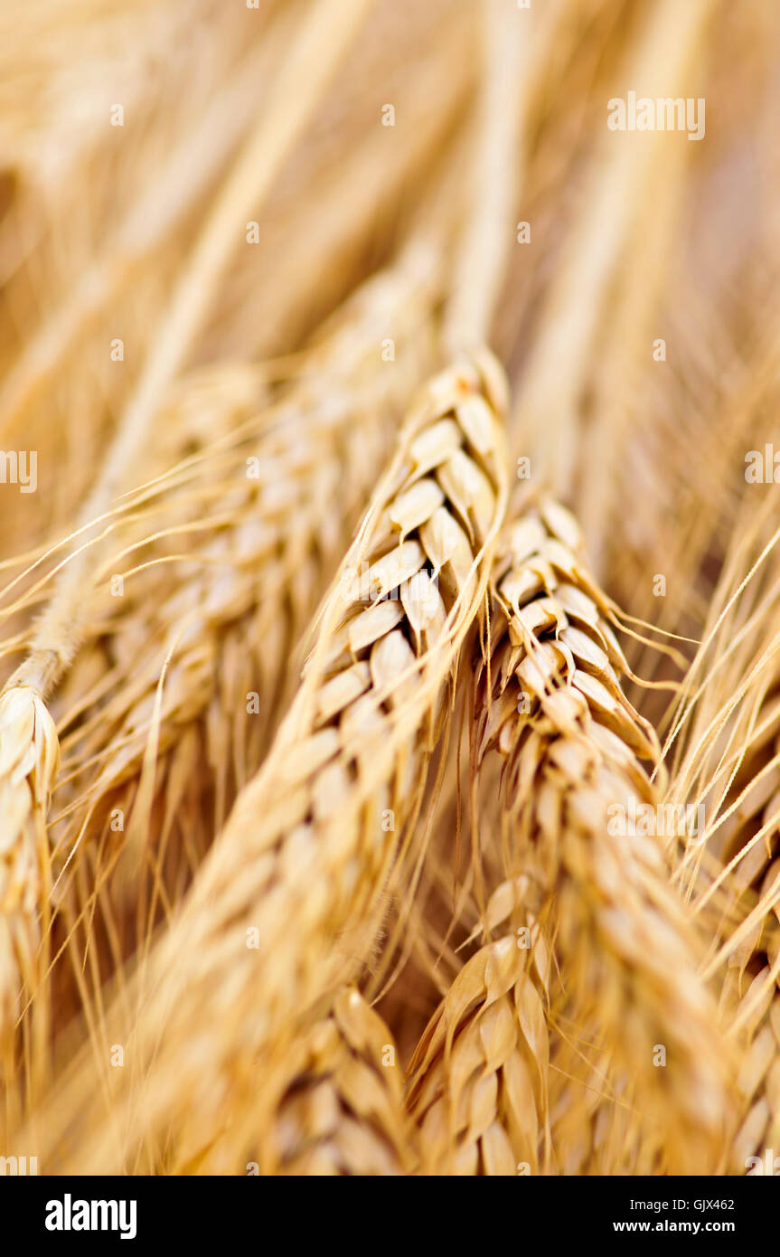 agriculture farming grain Stock Photo - Alamy
