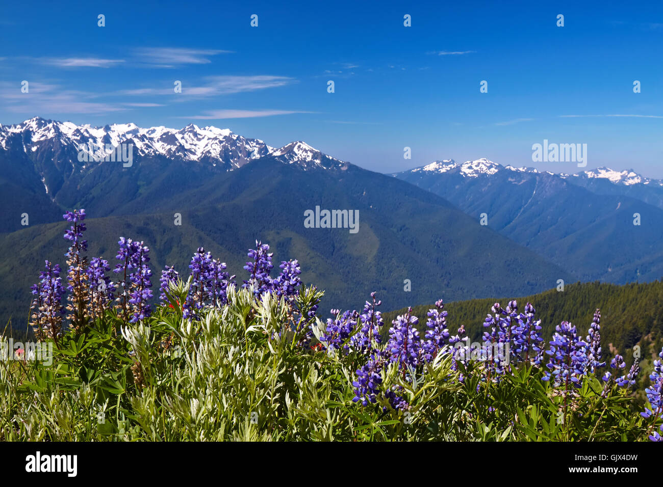 Hurricane ridge flowers hi-res stock photography and images - Alamy