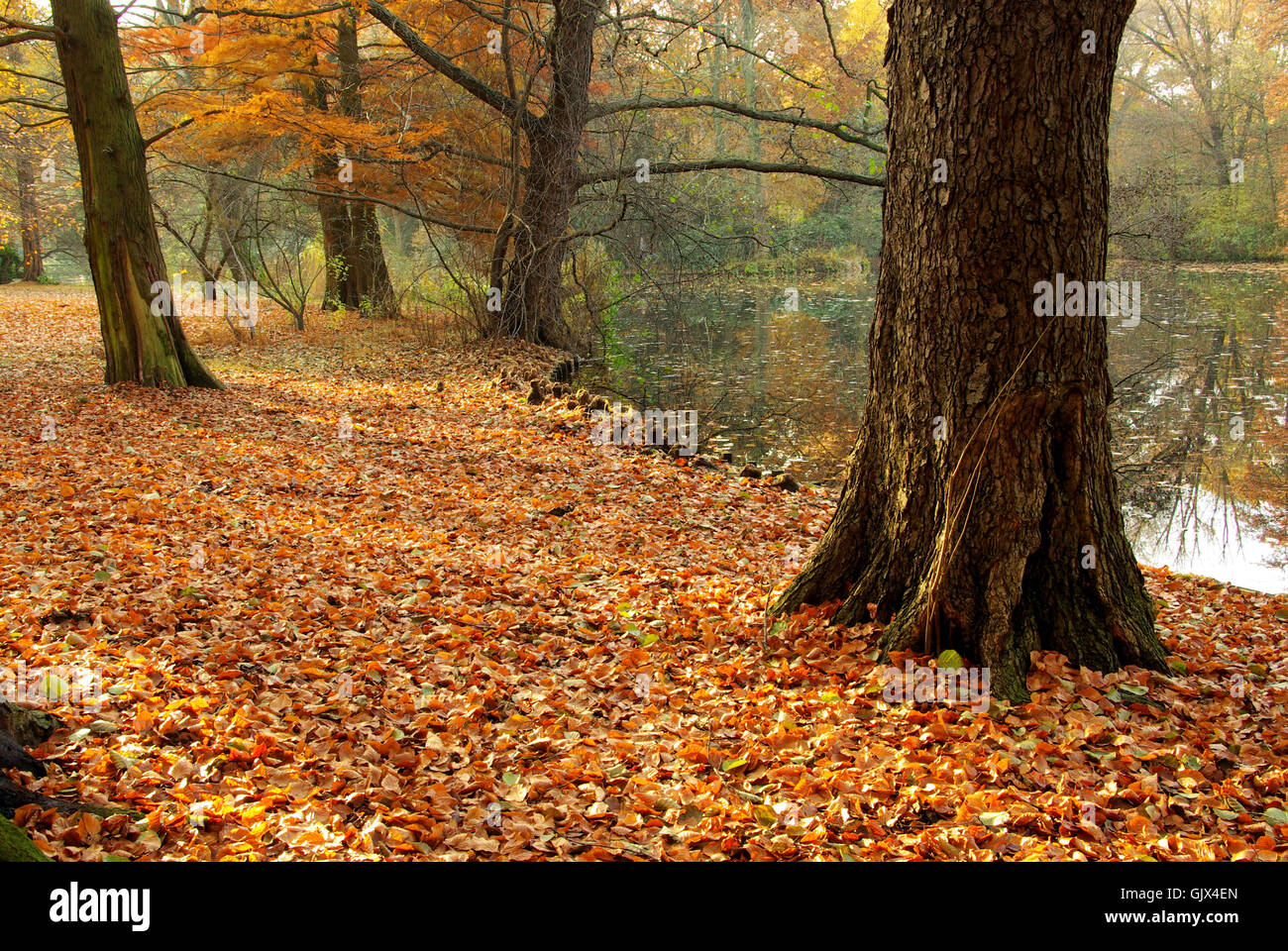 Water larch tree hi-res stock photography and images - Alamy