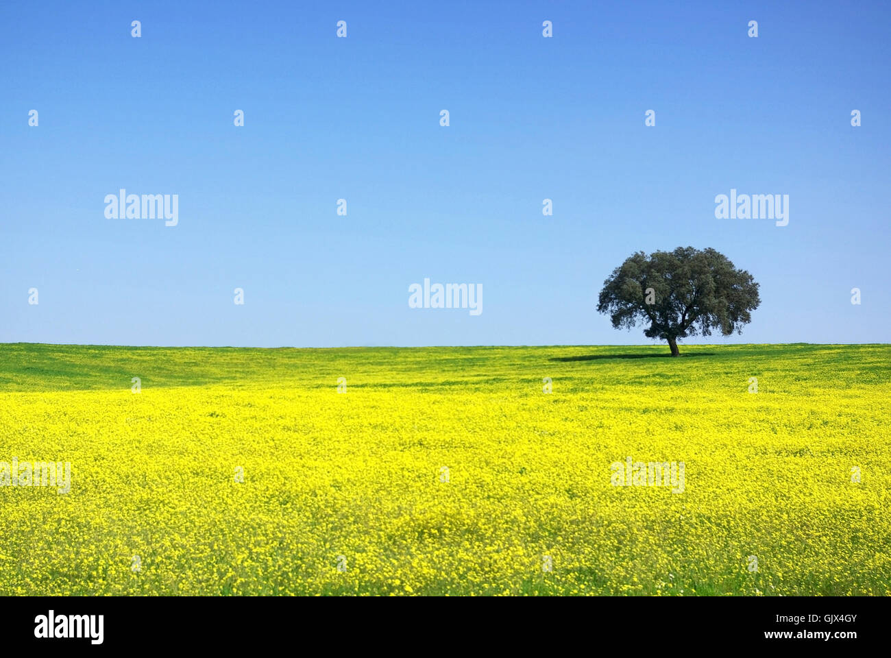 tree spring portugal Stock Photo - Alamy