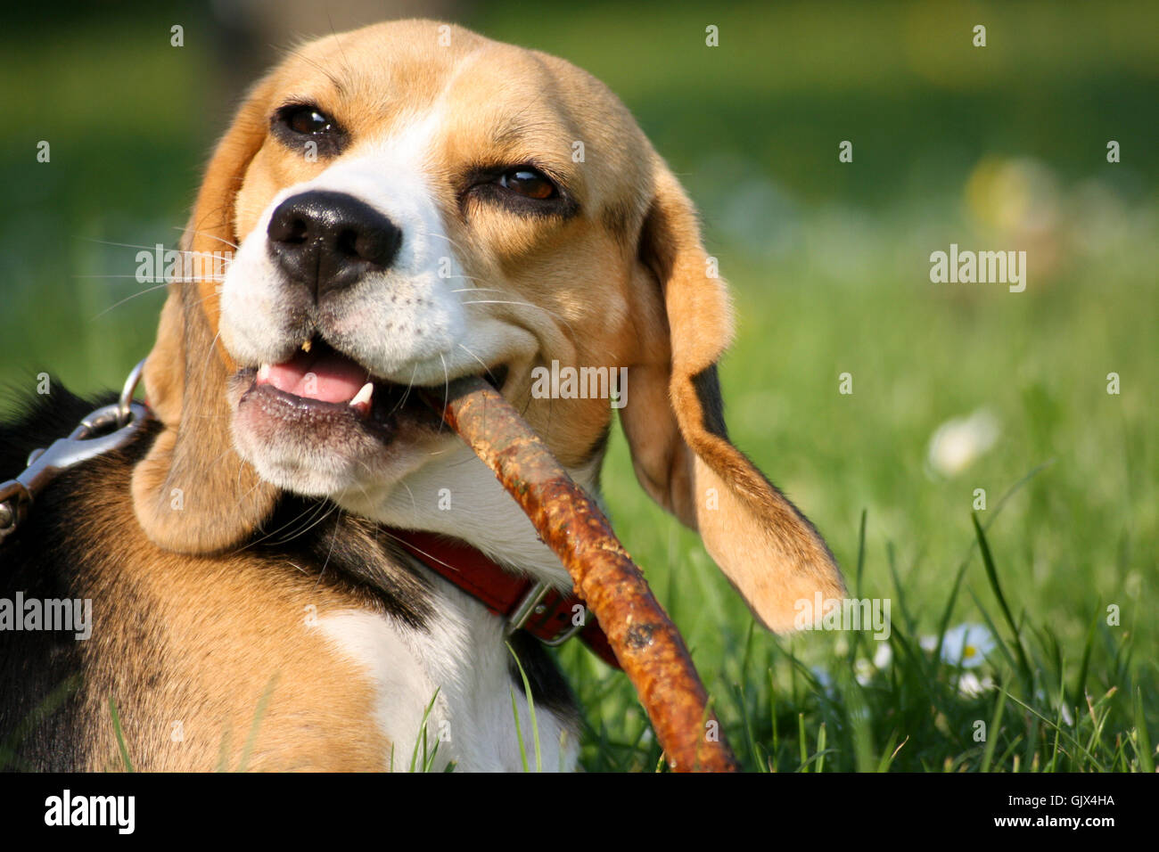 Beagle Paw High Resolution Stock Photography and Images - Alamy
