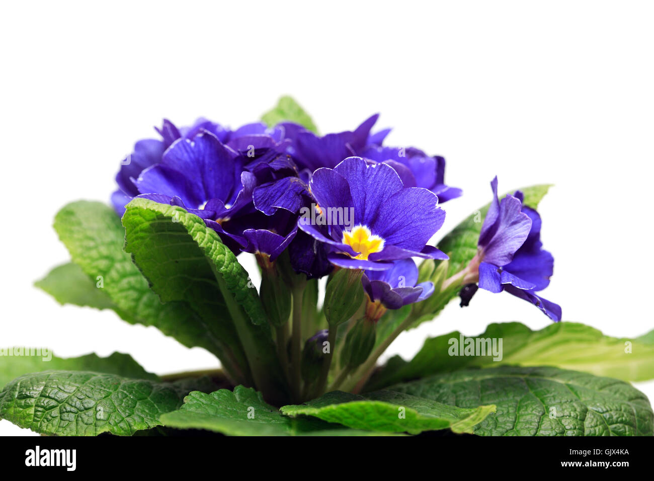 Violet On White Stock Photo - Alamy
