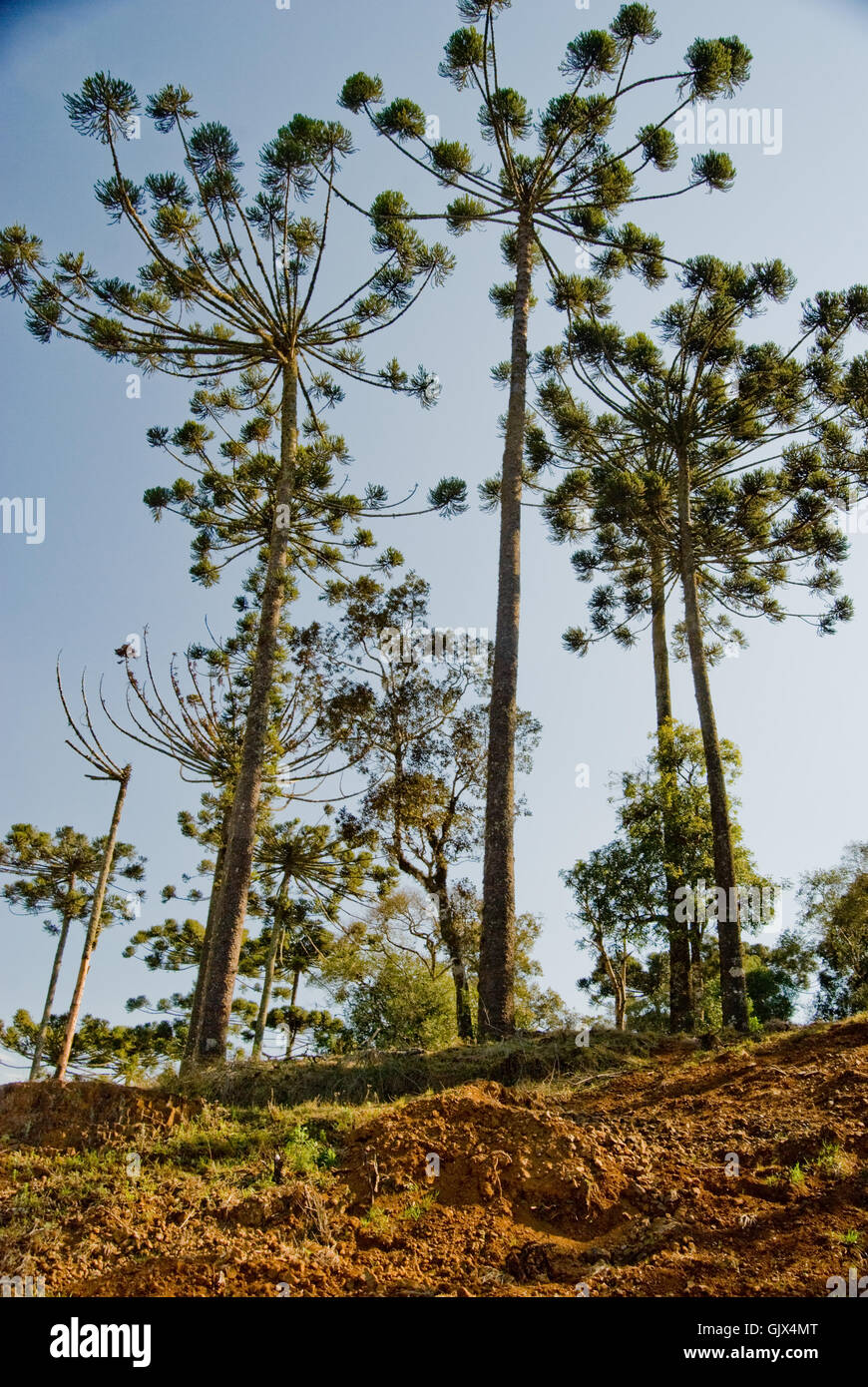 Araucaria pine hi-res stock photography and images - Alamy