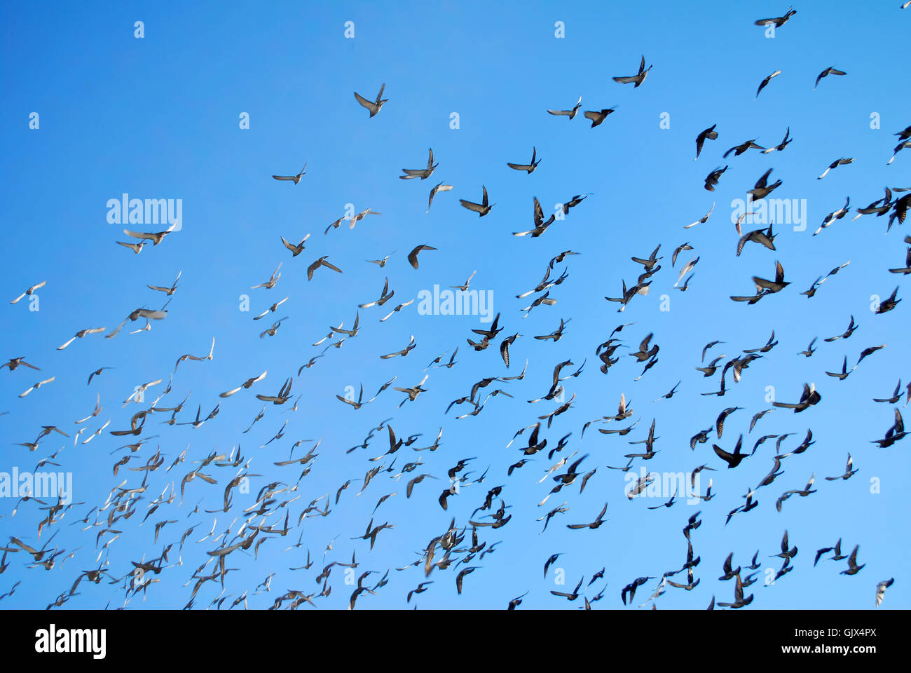 many flying pigeons Stock Photo - Alamy