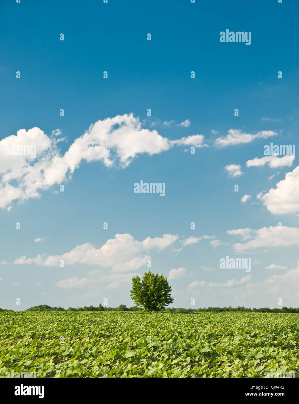 Tree and field Stock Photo - Alamy