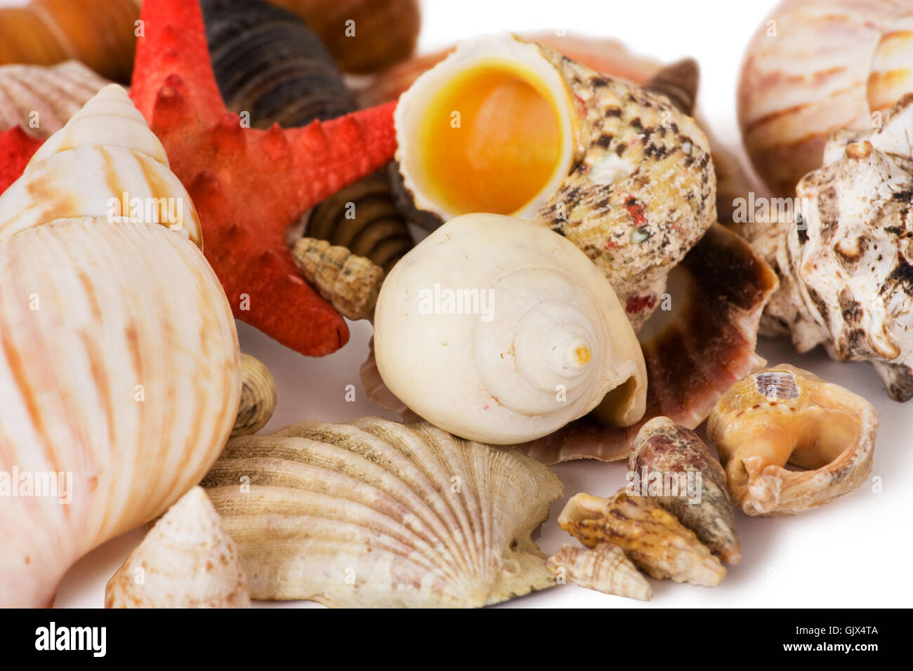 Multiple seashells hi-res stock photography and images - Alamy