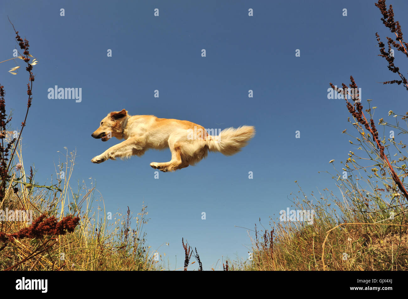 dog spring bouncing Stock Photo - Alamy